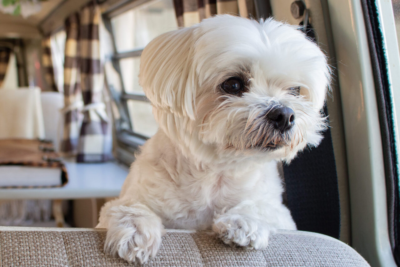 Elizabeth Blake-Thomas Author, Butterfly Doula + founder of Medicine ...